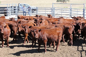Livestock Classification | Futurity Pastoral