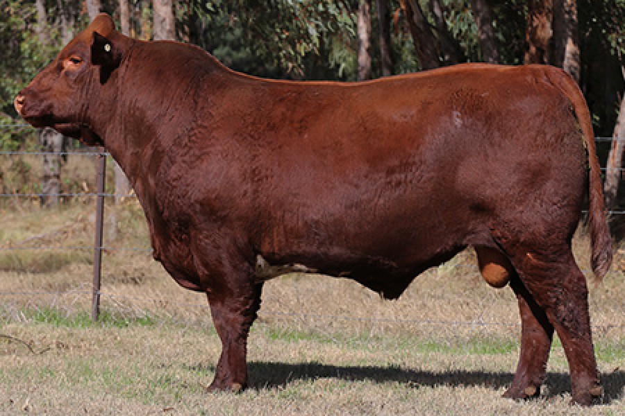 LOT 9 Futurity Solid S585 | Futurity Pastoral